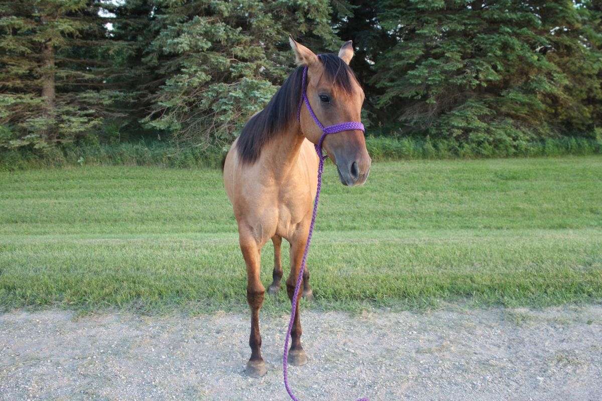 Dun Filly, Yearling, Foundation Bred.