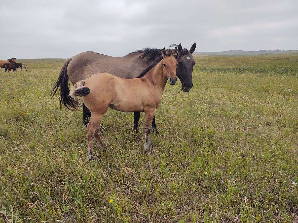 Dun Filly, Yearling, Foundation Bred.