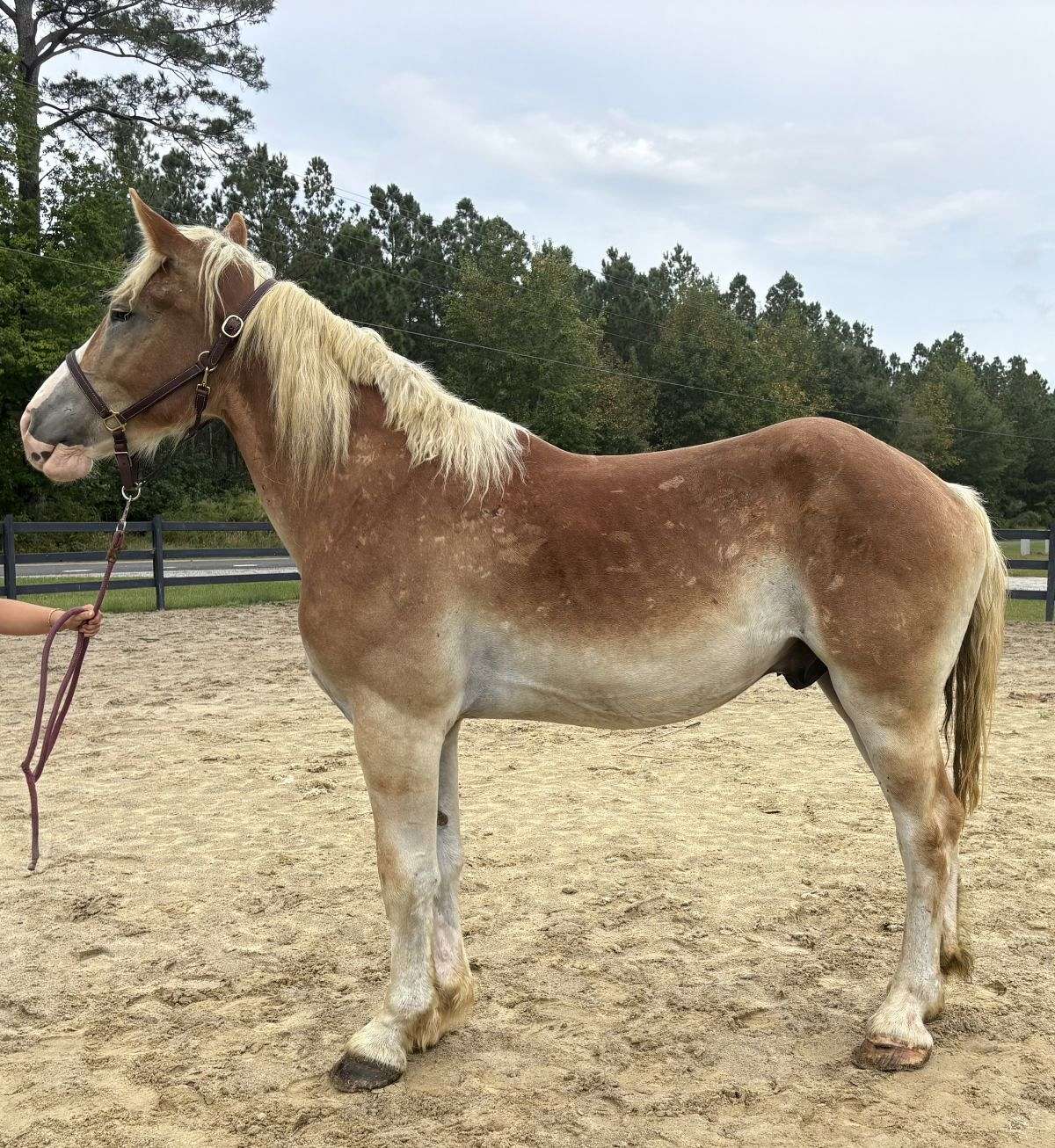 Gentle Belgian Gelding