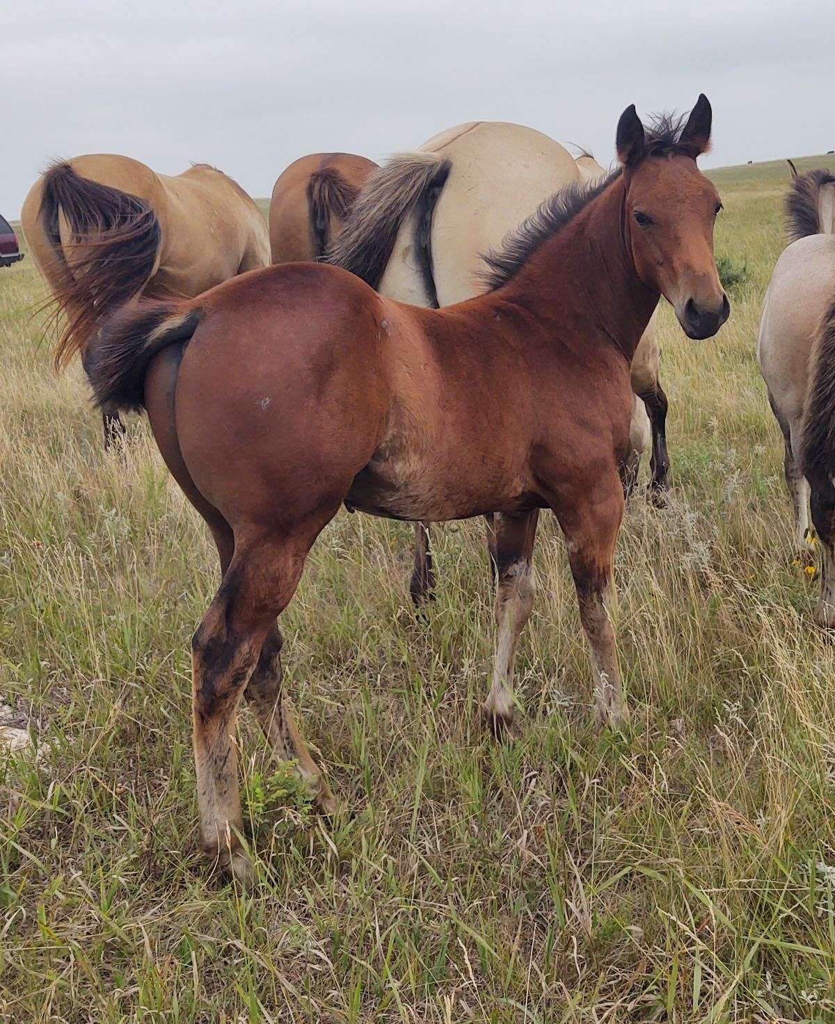 Handsome Yearling Bay Colt