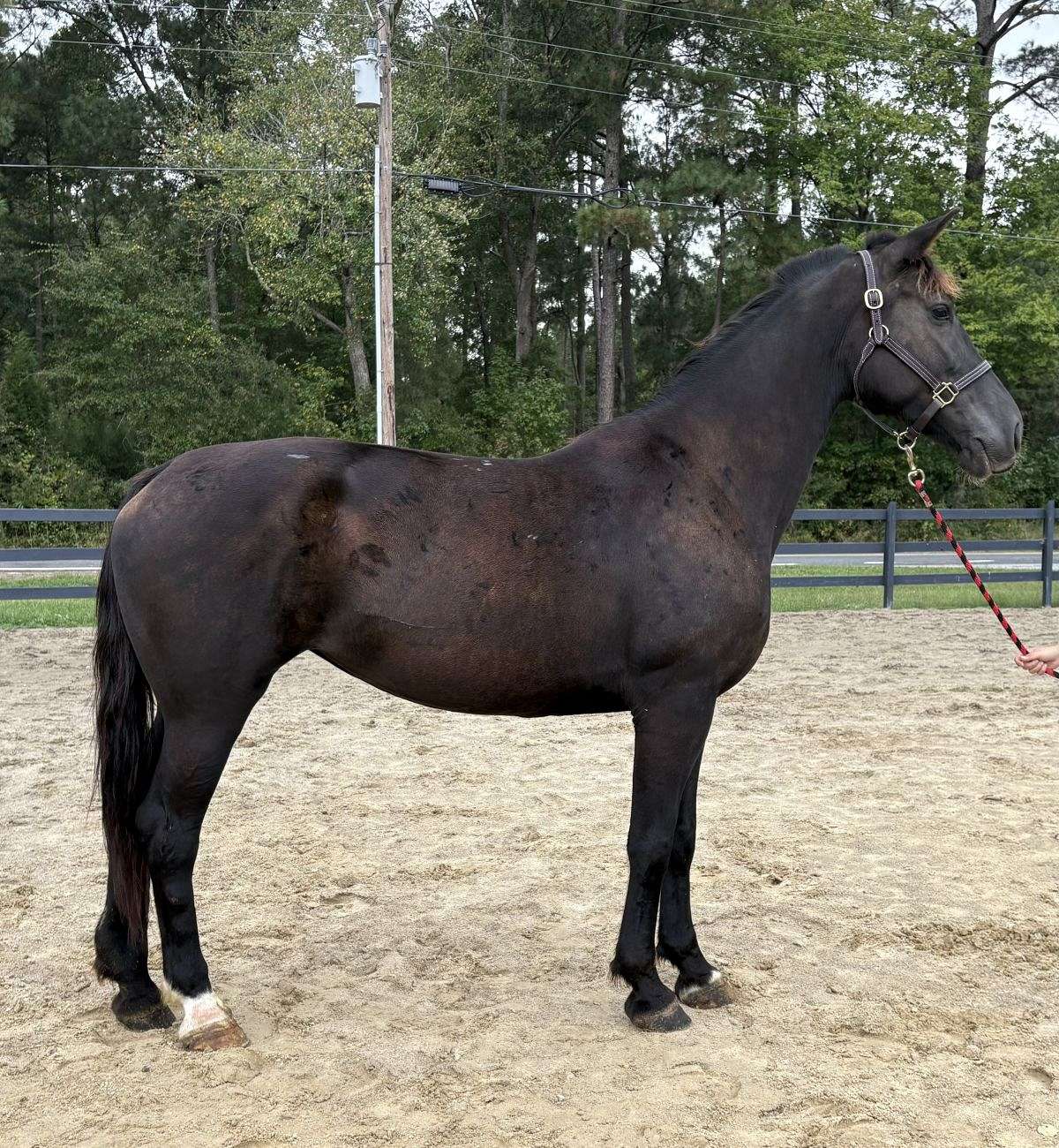 Black Crossbred Mare