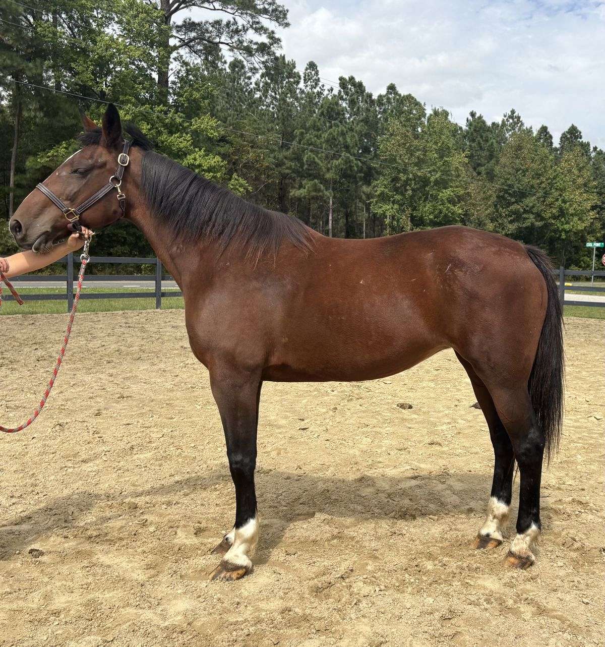 Gentle Bay Mare
