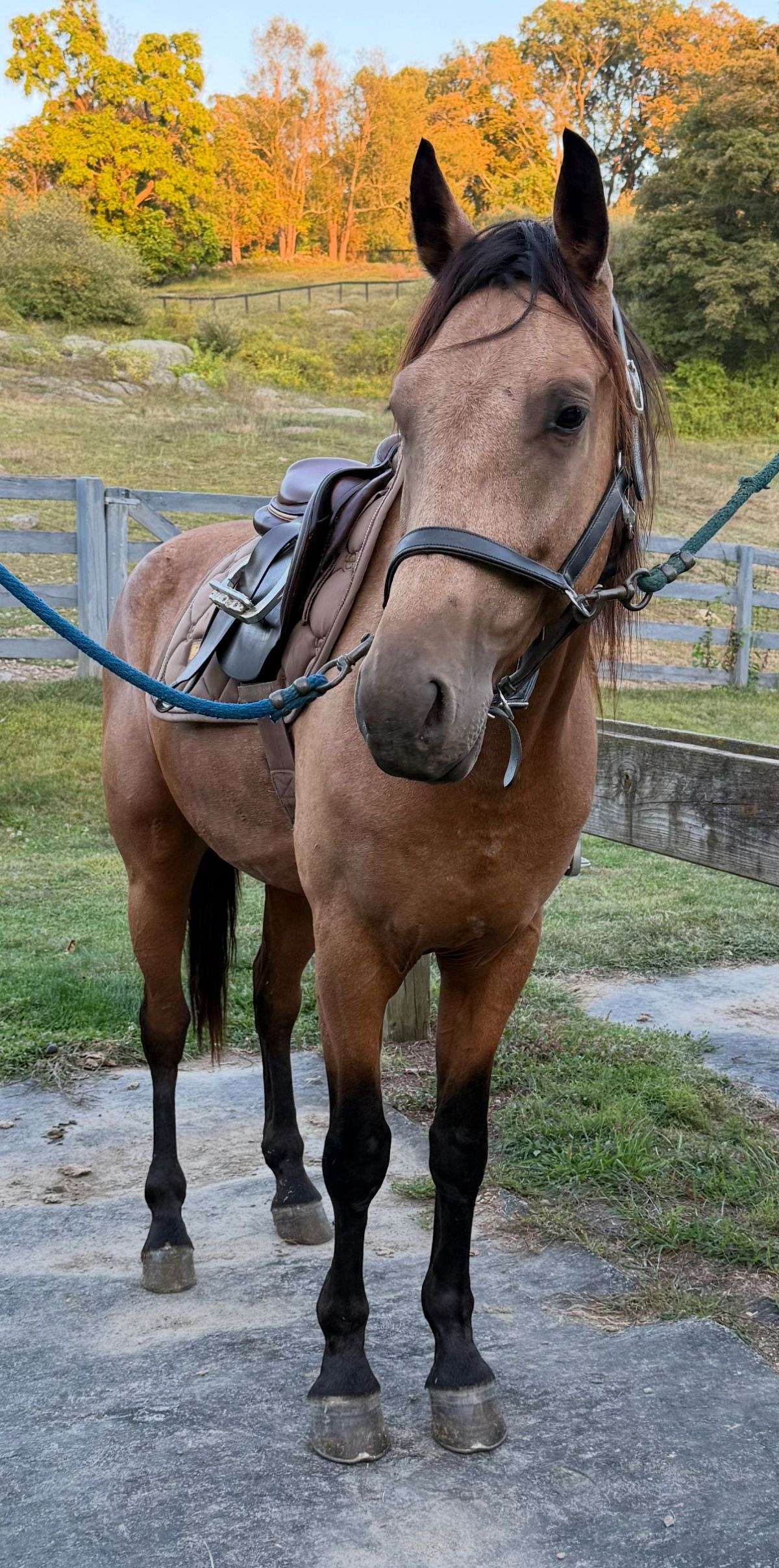 Cooper “Rowdy’S Double Trouble”