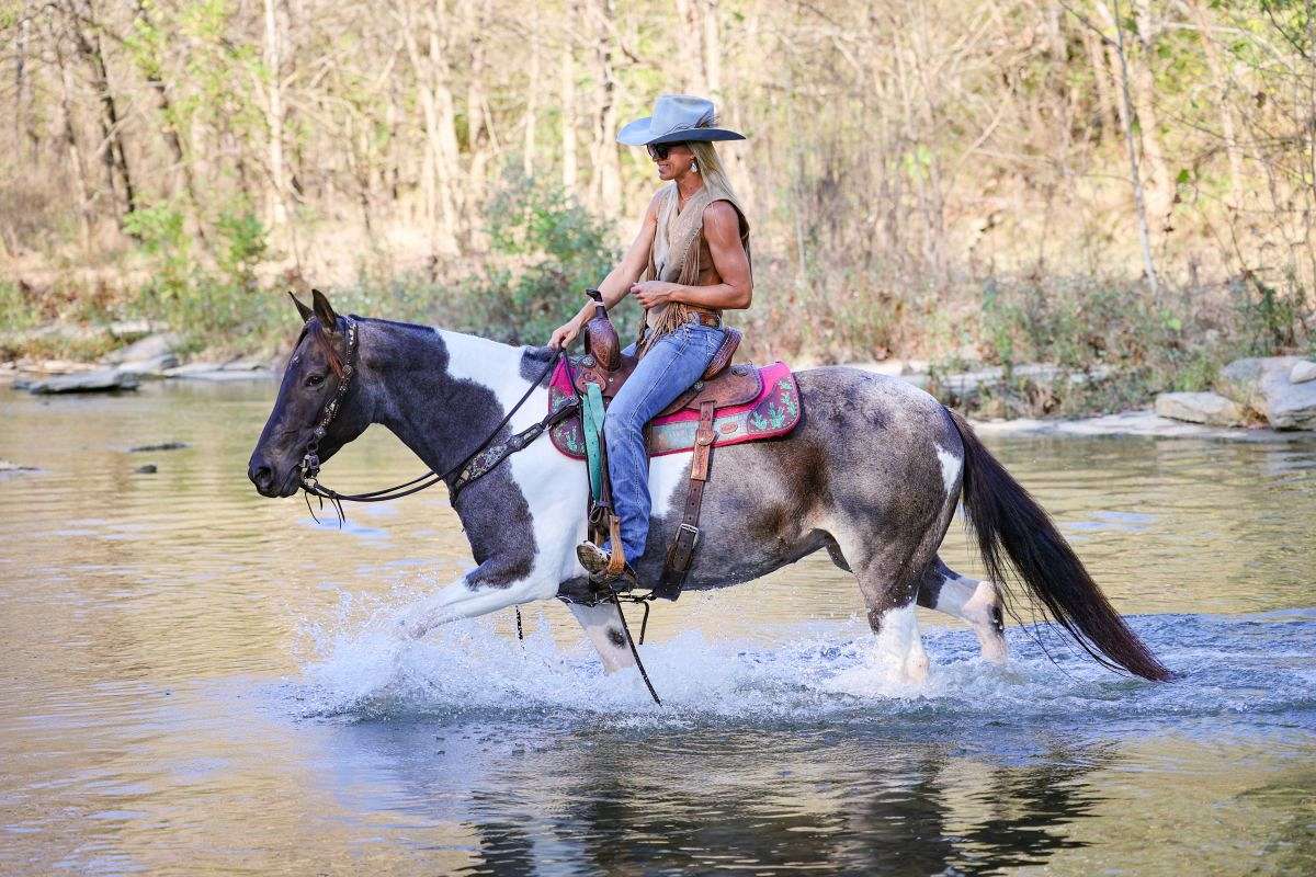 Super Gentle, Peaceful, Quiet Natured Blue Roan & White Paint Mare, Safe