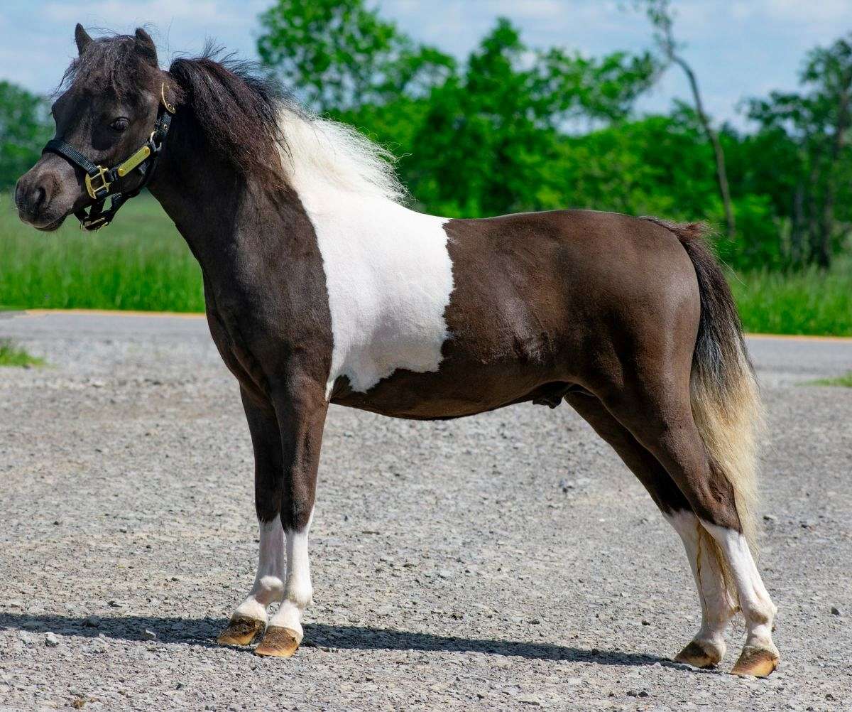Stunning Double Registered Black Pinto Colt