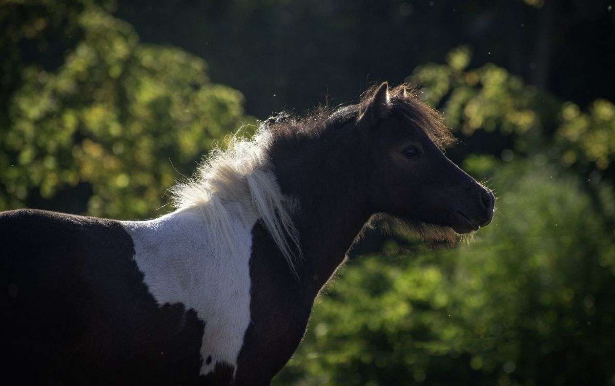 Stunning Double Registered Black Pinto Colt