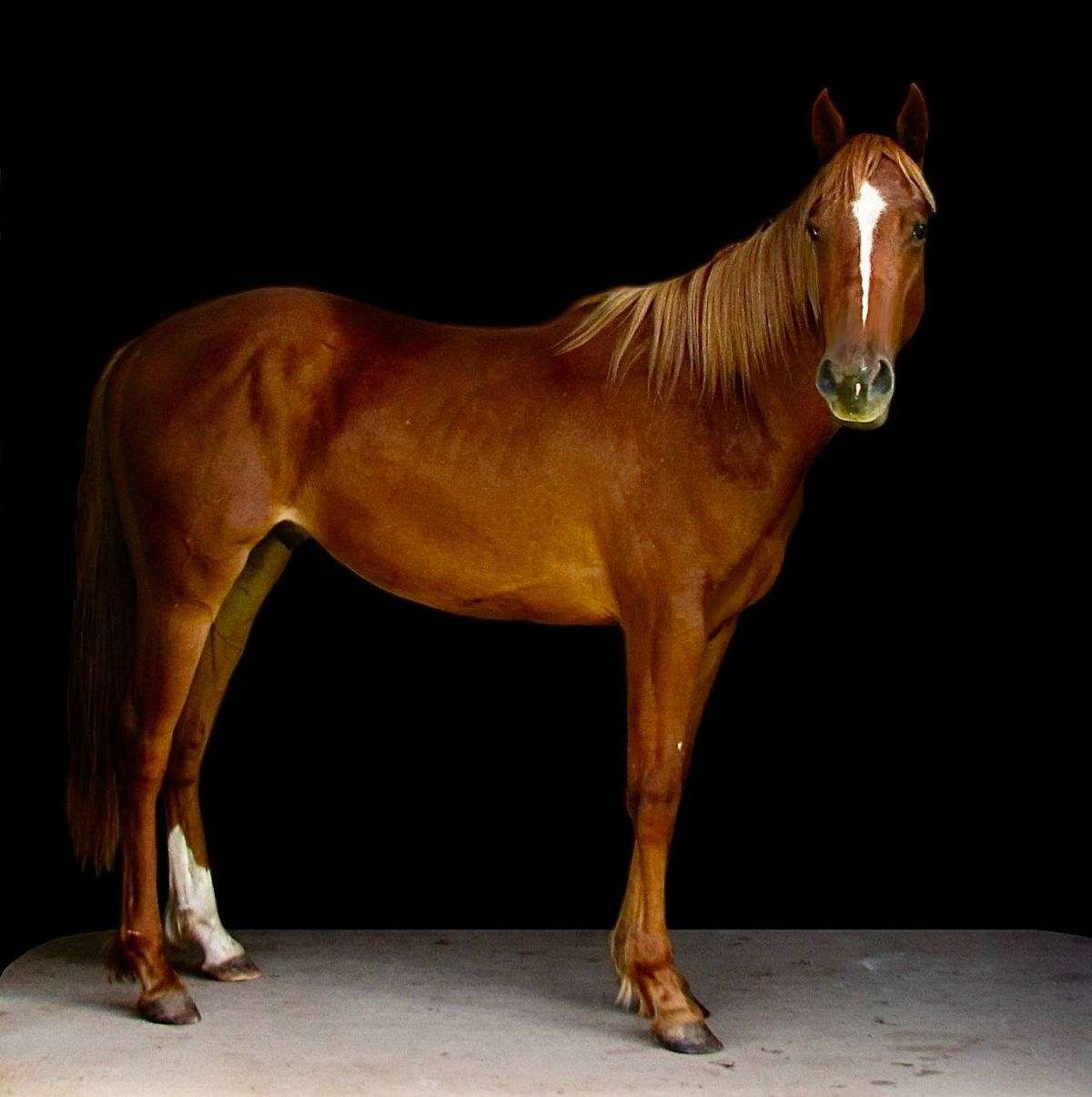 Henry - 2 Year Old Gelding