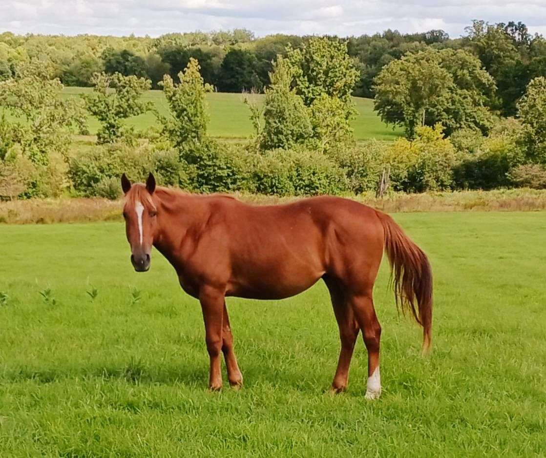 Henry - 2 Year Old Gelding