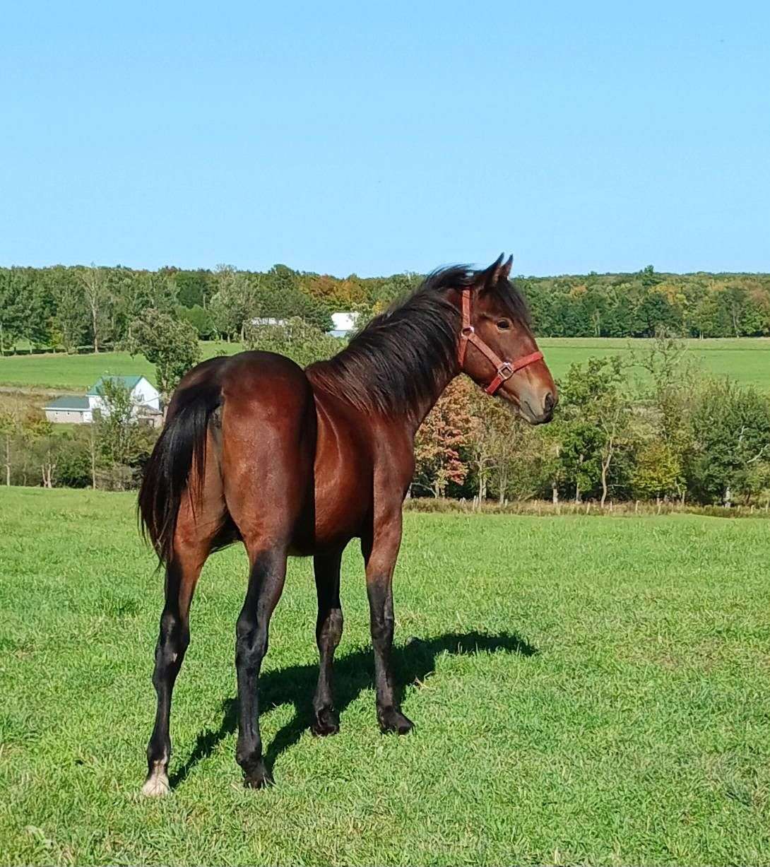 Ricky - Paint/Mustang Yearling