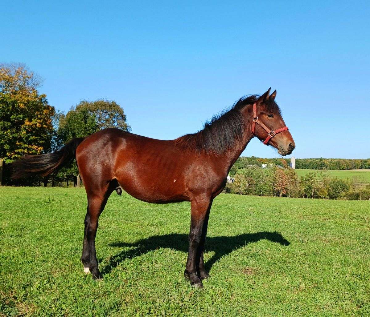 Ricky - Paint/Mustang Yearling