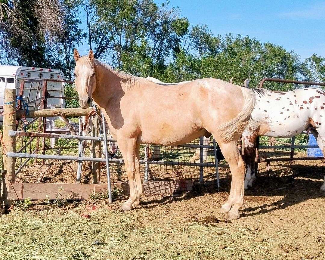 Appaloosa Gelding