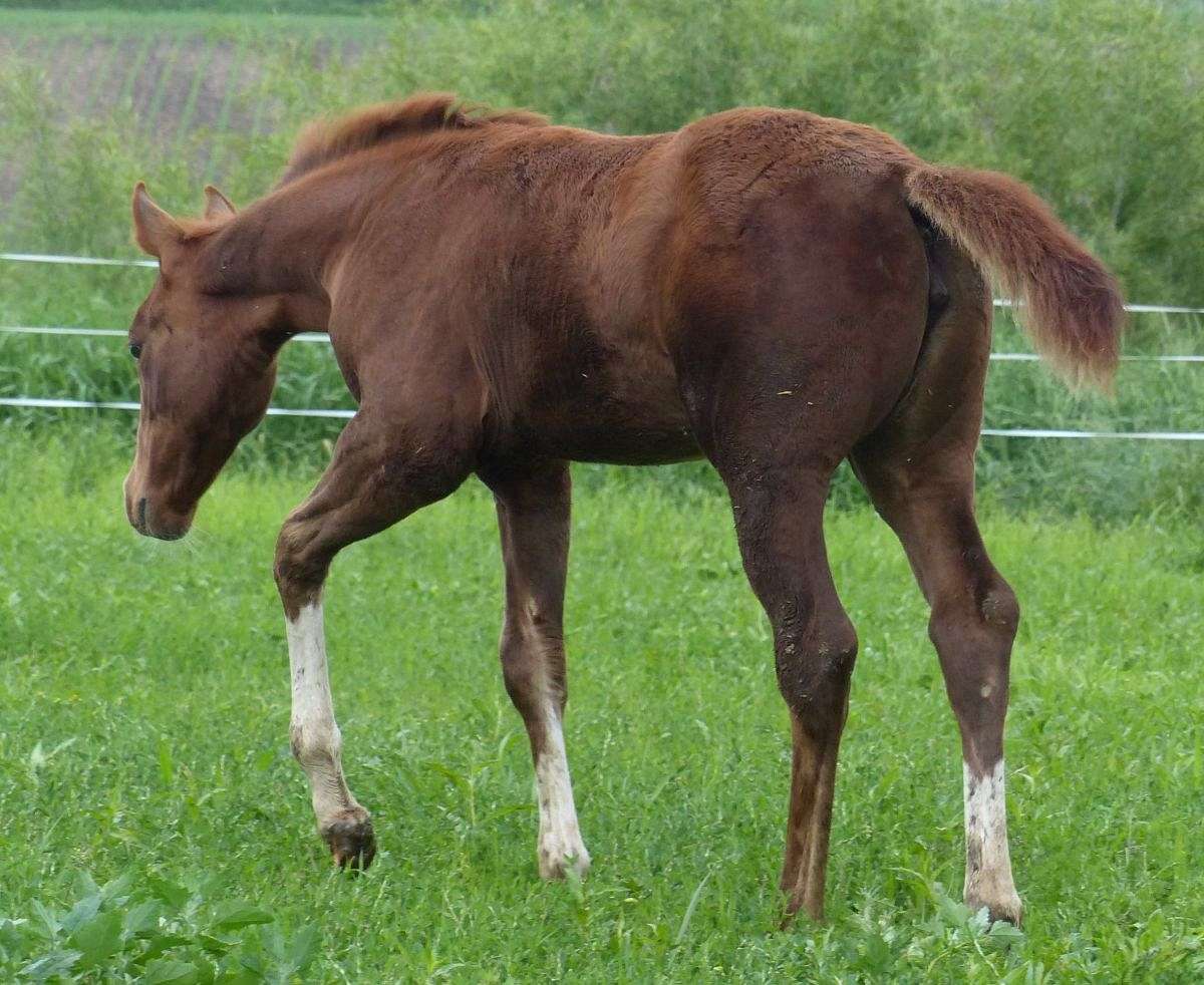 Cutting, Working Cow Horse Prospect
