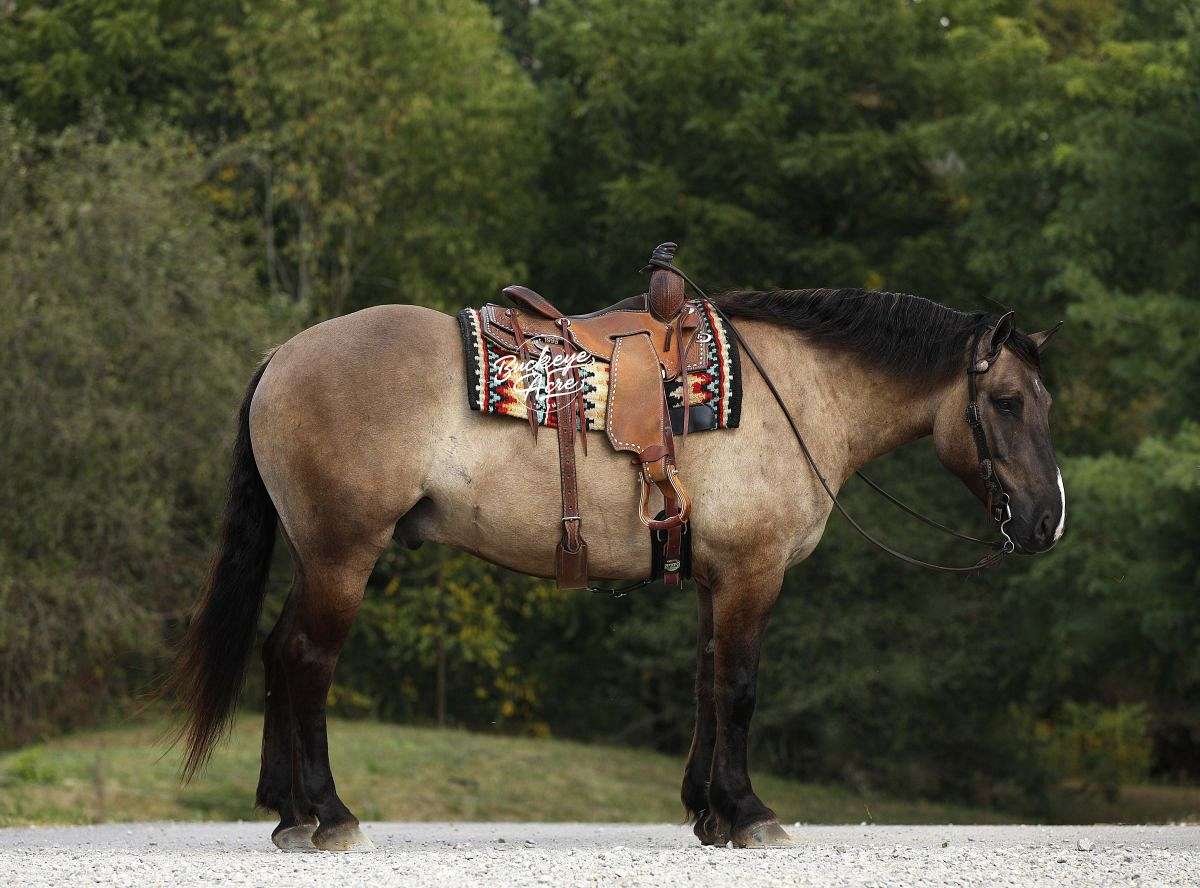 Wow, Where Can You Find a Draft Cross Gelding With This Much Presence?