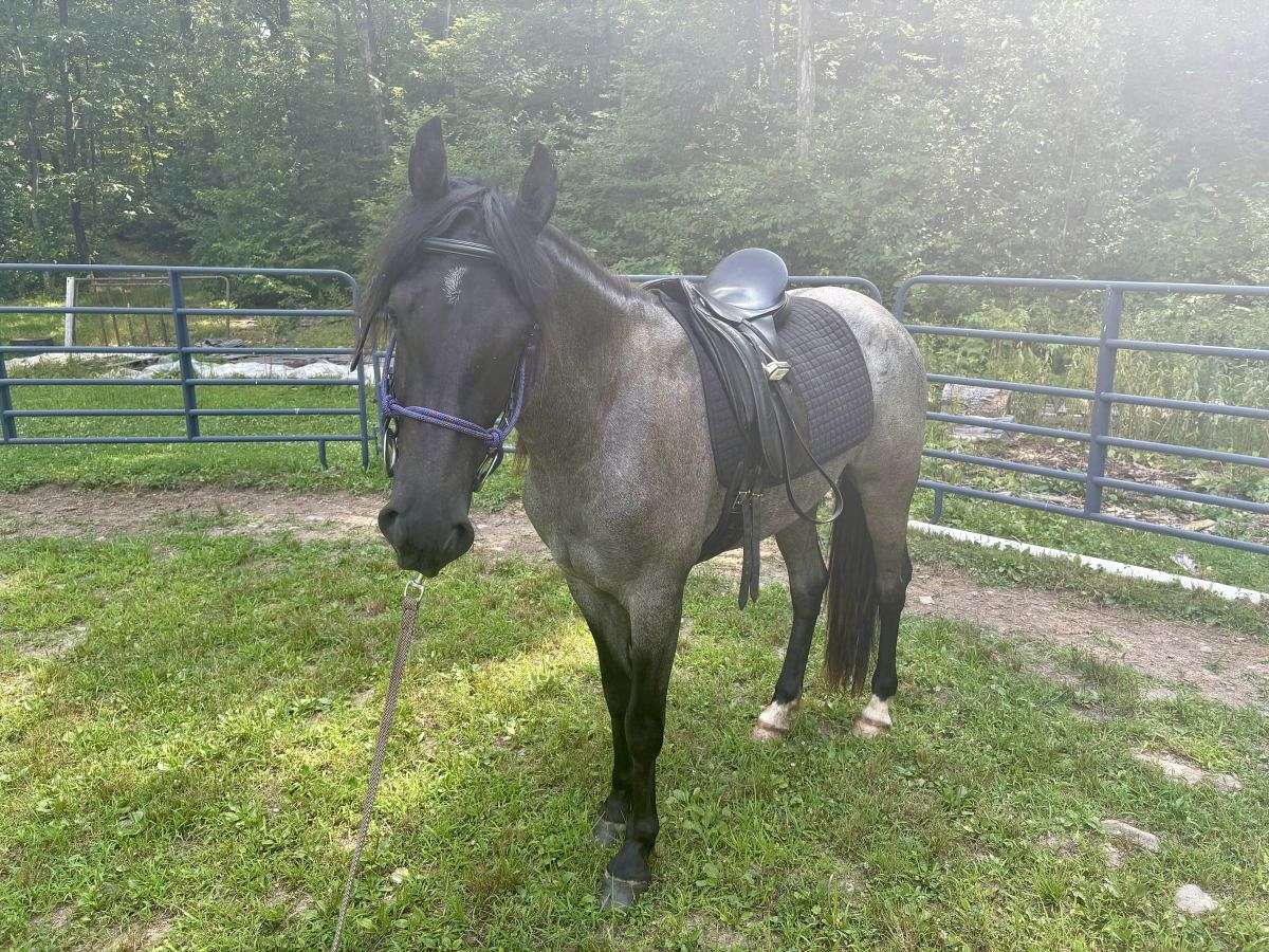 Blue Roan Draft Cross