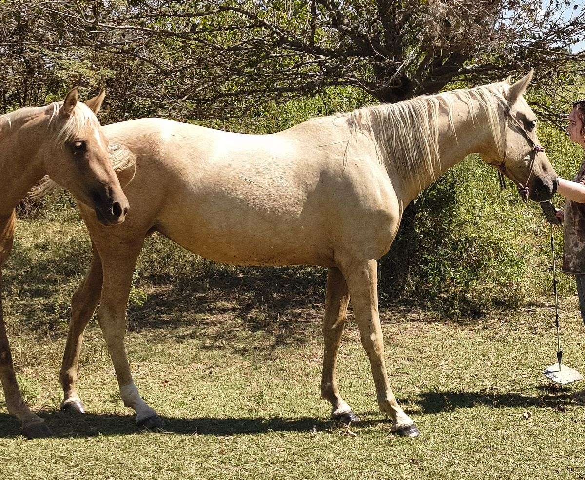 Tall Palomino Morgan Mare Ready to Start Your Way in Any Discipline