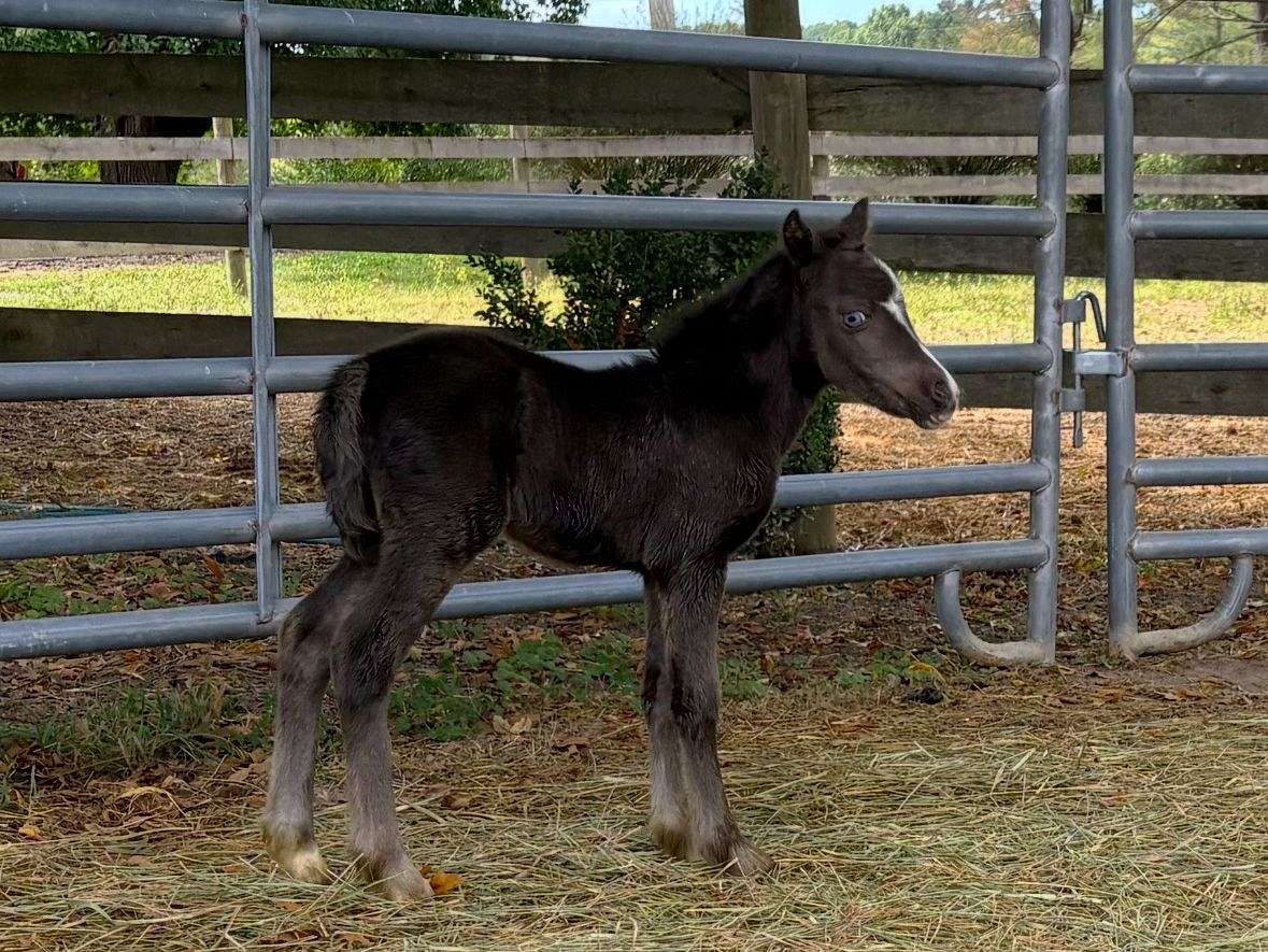 Smart, Correct, Social Welsh Bred Filly by Stargazey's Gathering Storm