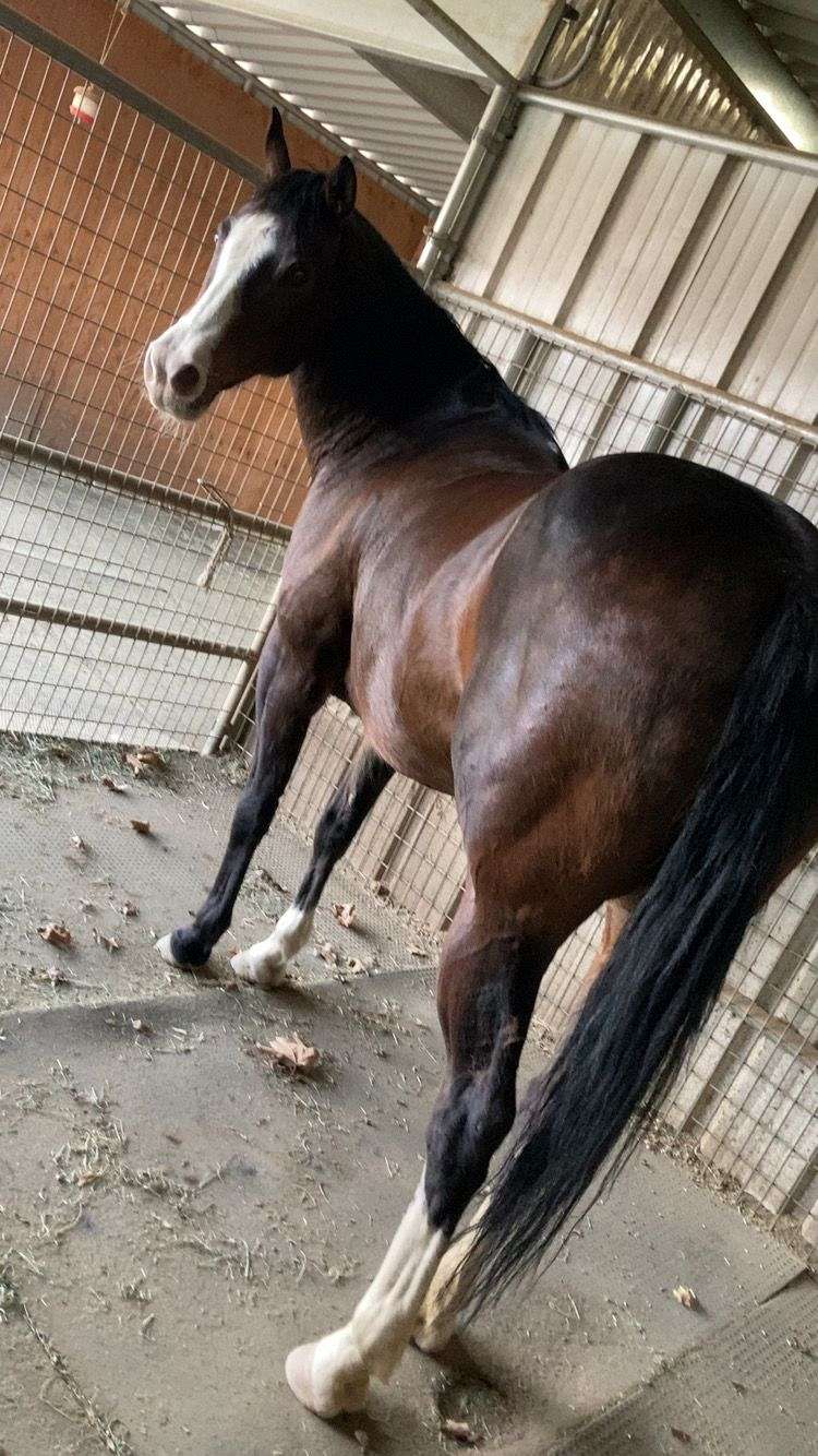 Mare for Sale in California
