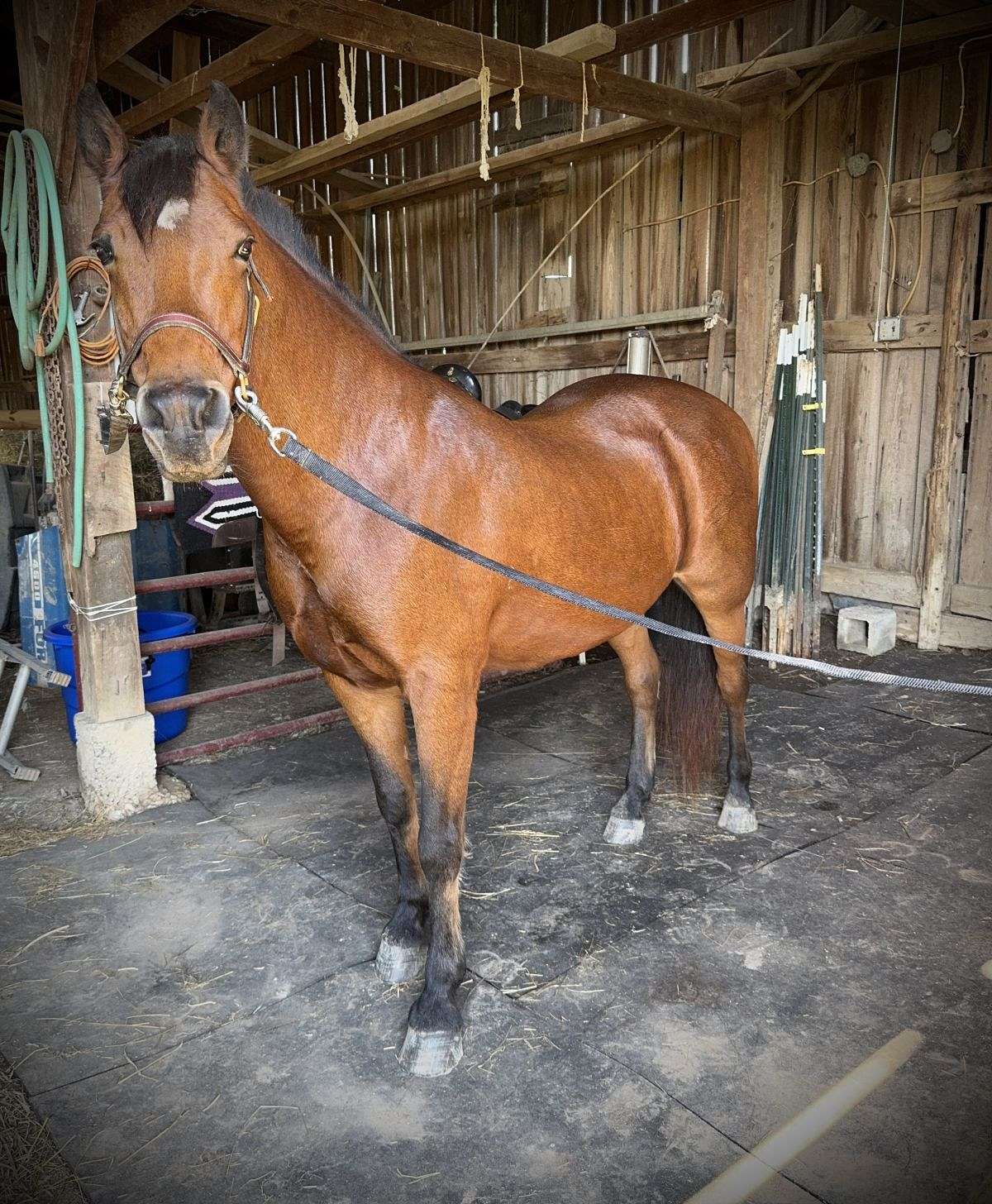 Welsh Cob X Morgan Mare