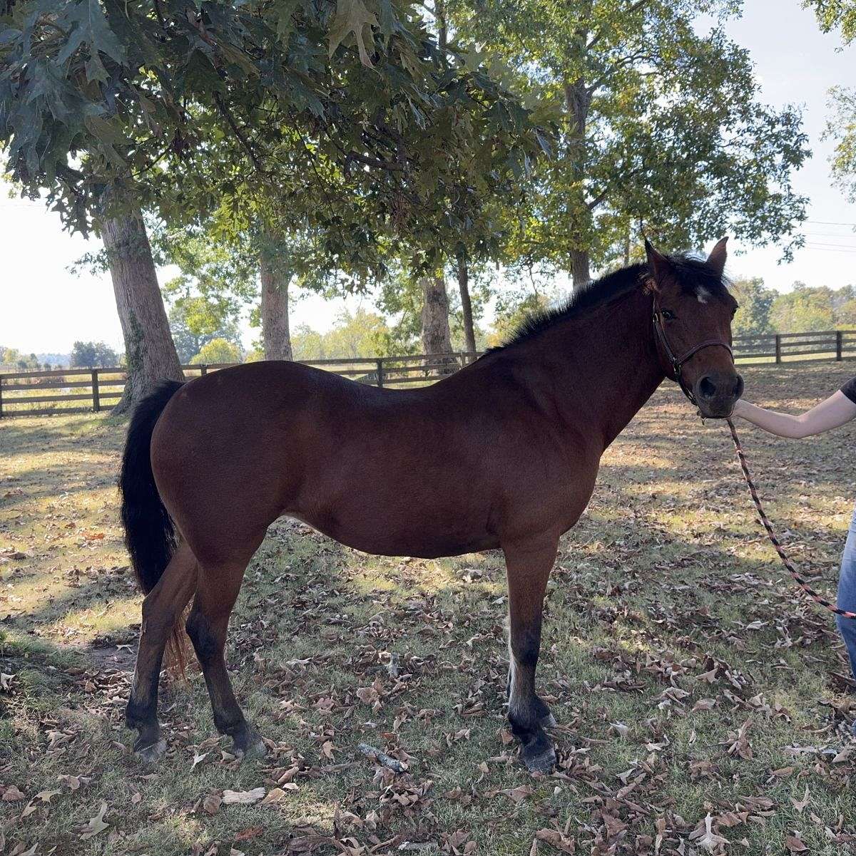 Welsh Cob X Morgan Mare