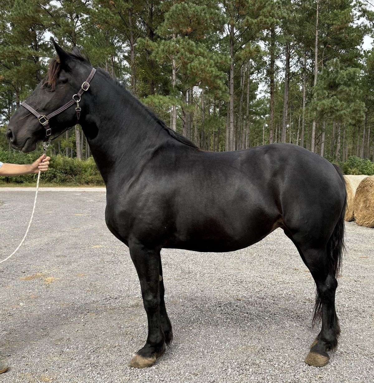Black Crossbred Mare