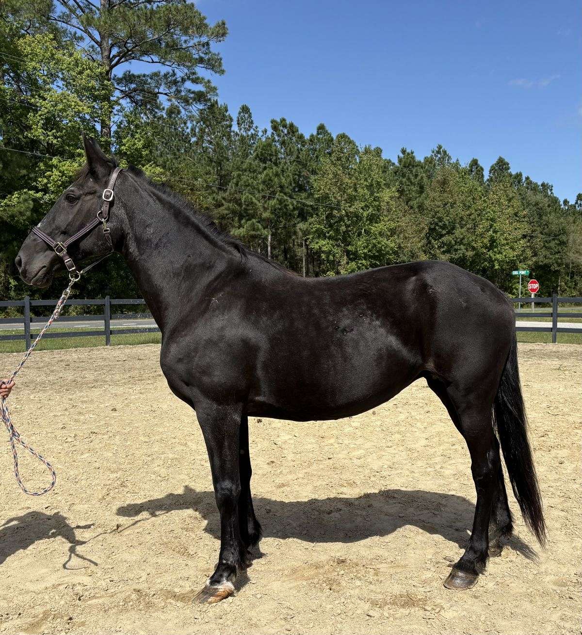 Gaited Draft Cross Mare