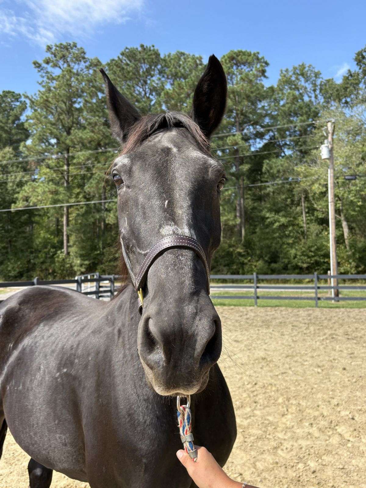 Gaited Draft Cross Mare