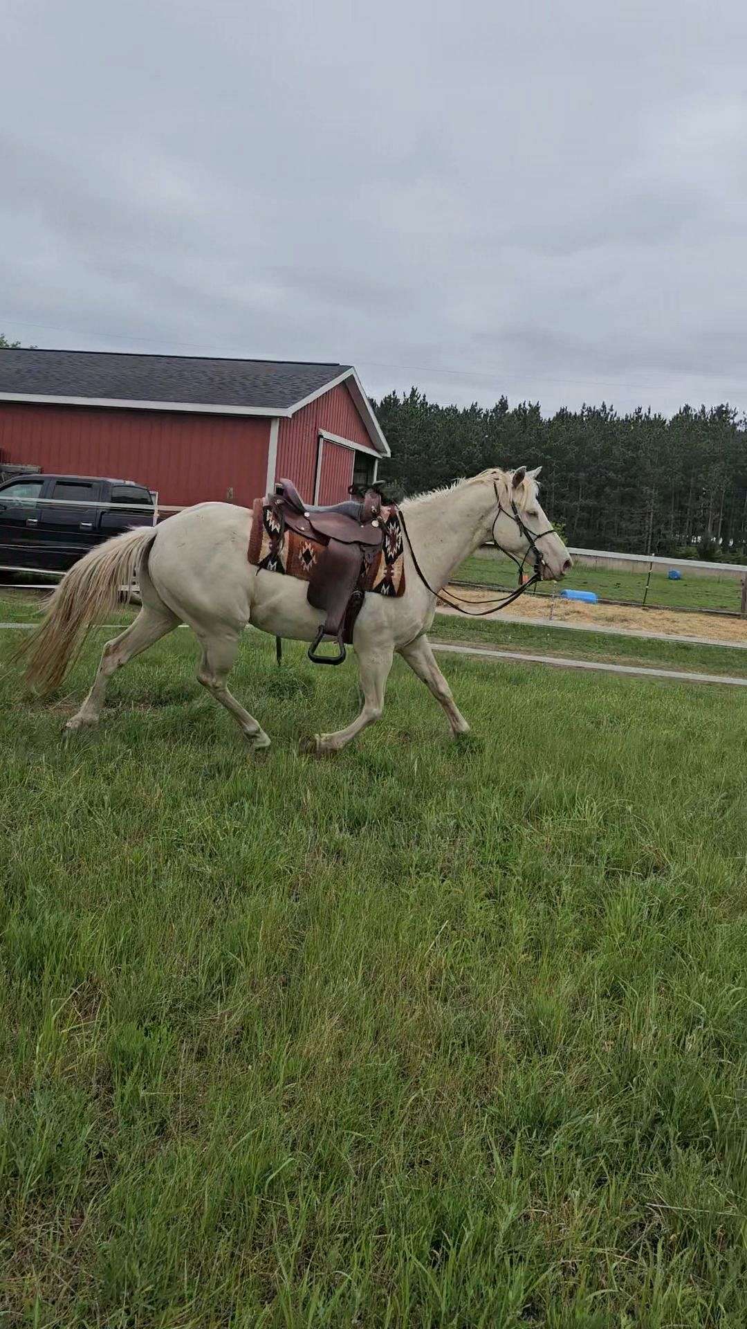 Harlans Twoeyed Boss