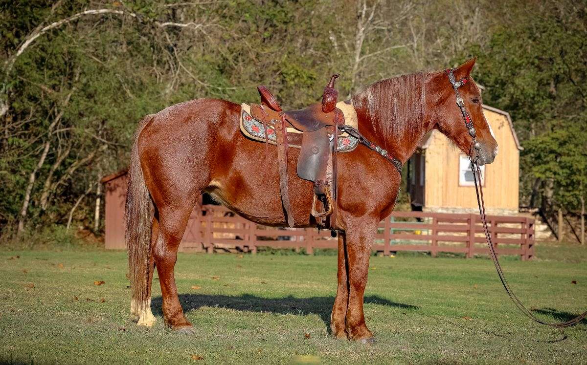 Really Well Broke Red Roan Belgian Quarter Horse Cross Mare, Ride & Drive