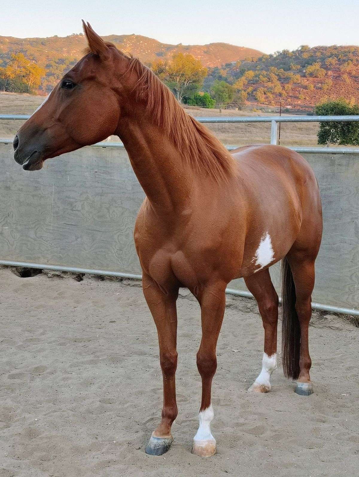 Flashy Overo Paint Mare