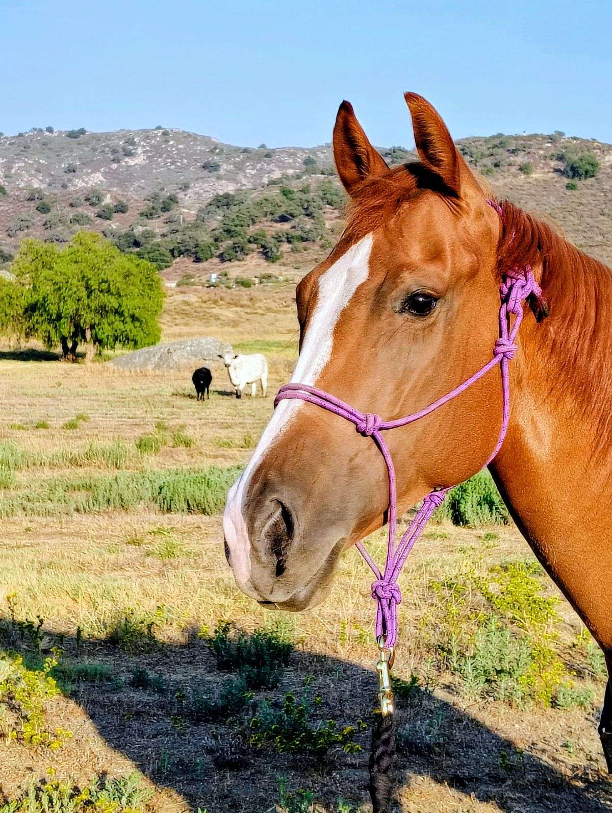 Flashy Overo Paint Mare