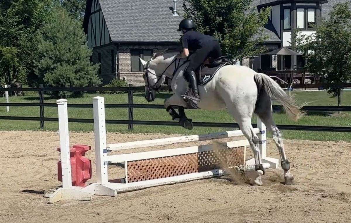 Duke's Wild Girl, 10 Yr Old OTTB