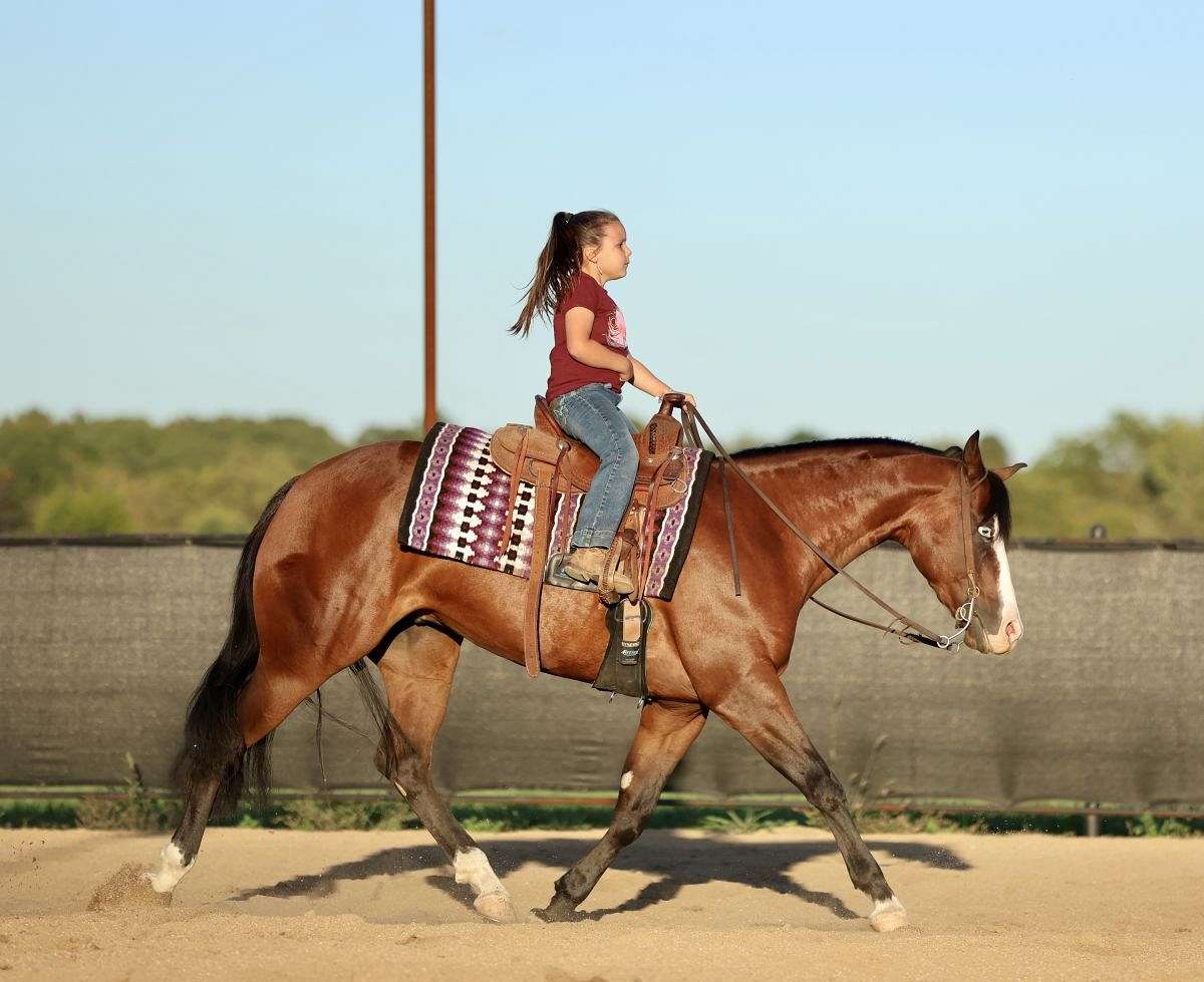 Shocktopp - Excellent Reining Horse 3 Yr Old Bay AQHA Gelding!