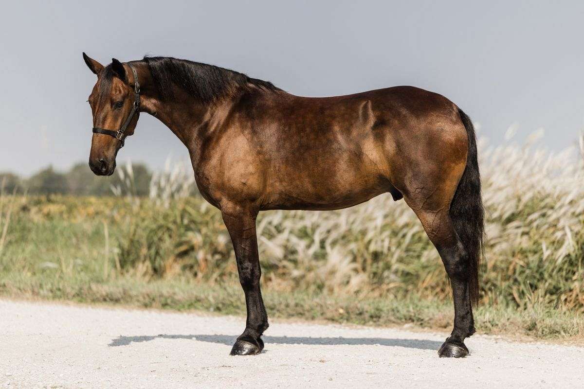 Reno - Great All Around Horse 5 Yr Old Bay Friesian Sport Horse Gelding!
