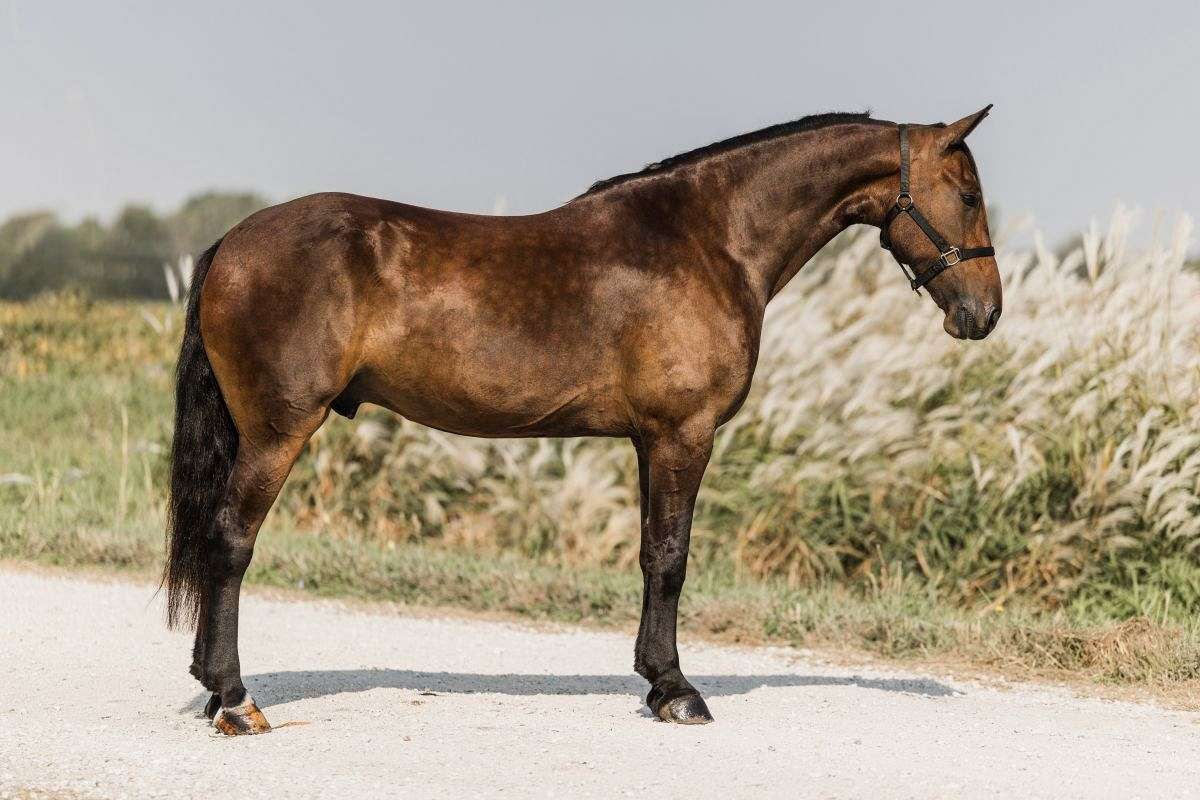 Reno - Great All Around Horse 5 Yr Old Bay Friesian Sport Horse Gelding!