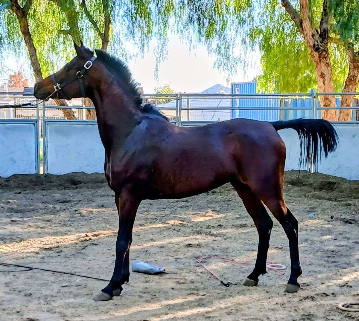 Arabian Mare