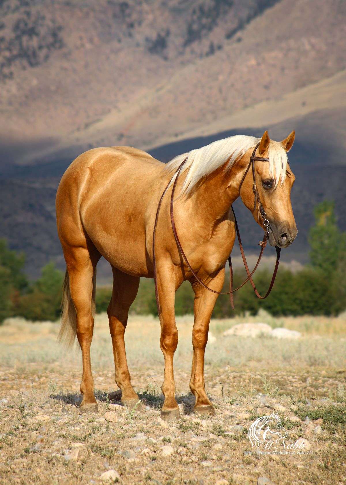 Nugget - Super Nice Ranch & Trail Horse 2 Yr Old Palomino AQHA Gelding!