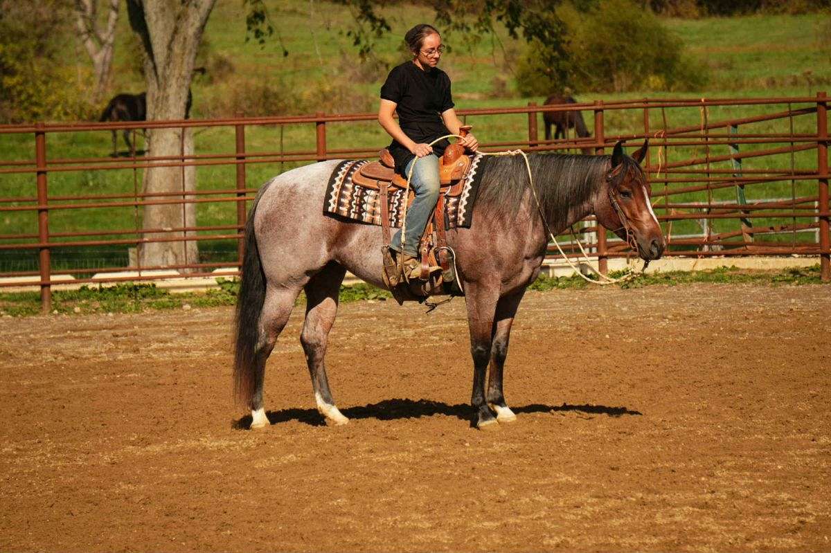 Missy - Outstanding Ranch & Family Horse 5 Yr Old Bay Roan AQHA Mare!