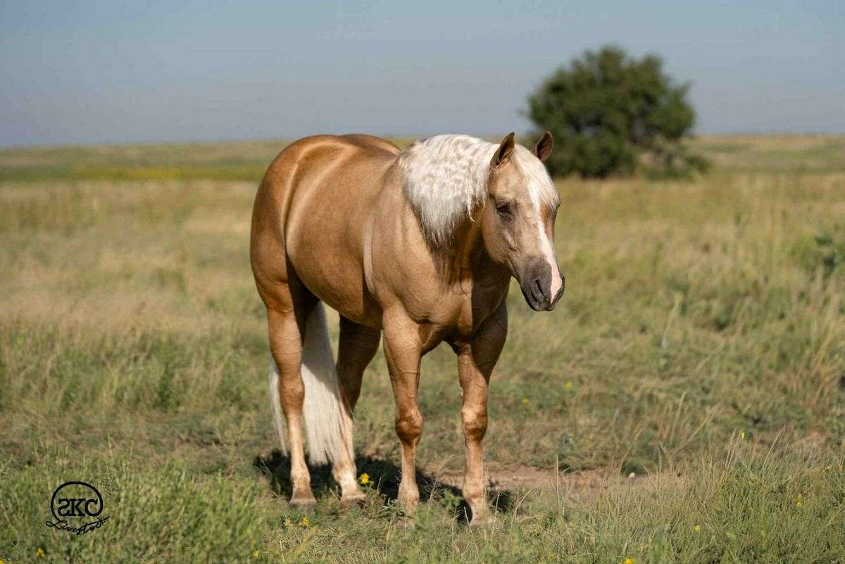 Mango - Well-Trained, Versatile, & Ranch-Ready 4 yo Palomino AQHA Gelding!