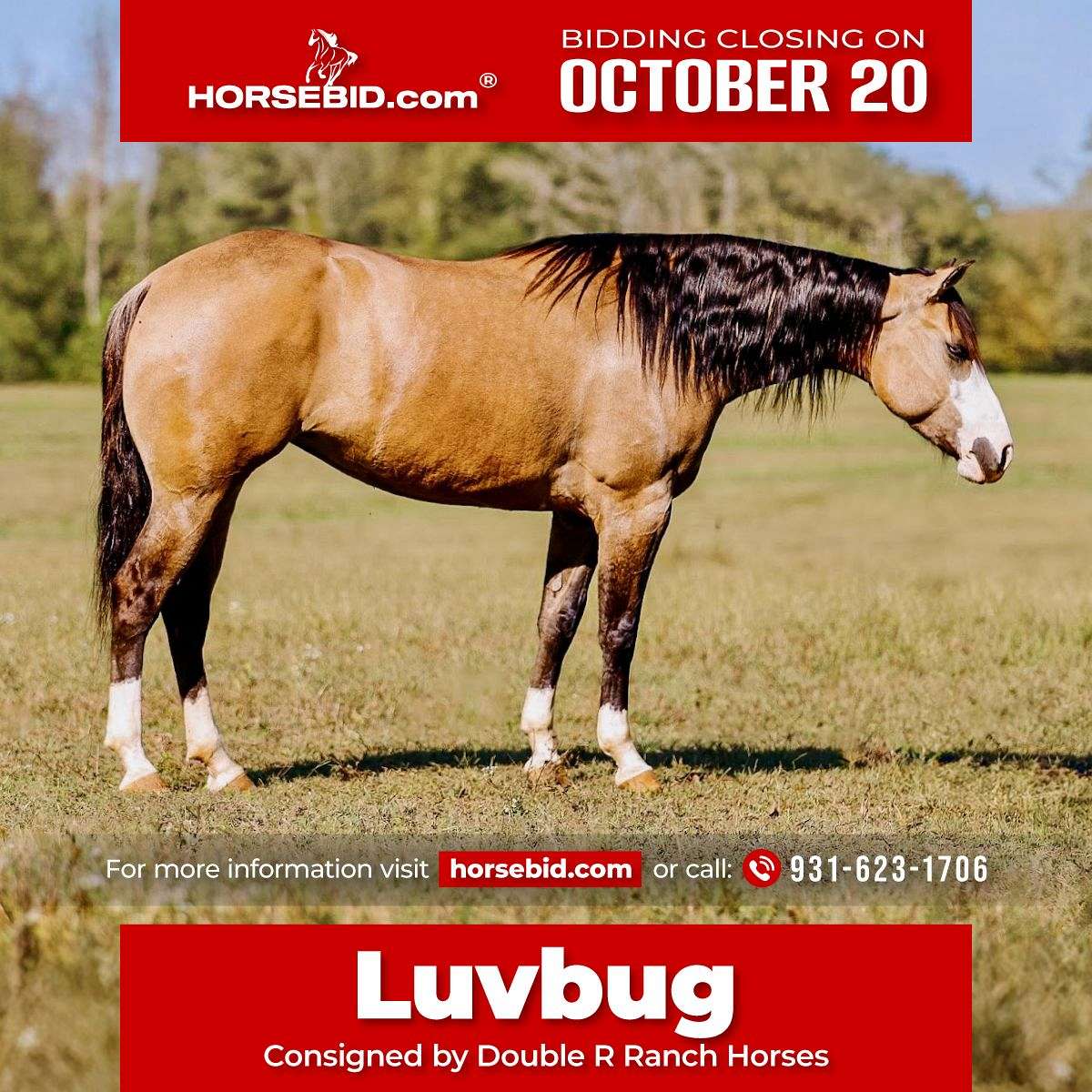 Luvbug - Handy Ranch & Trail Partner 4 Yr Old Dun Quarter Horse Mare!