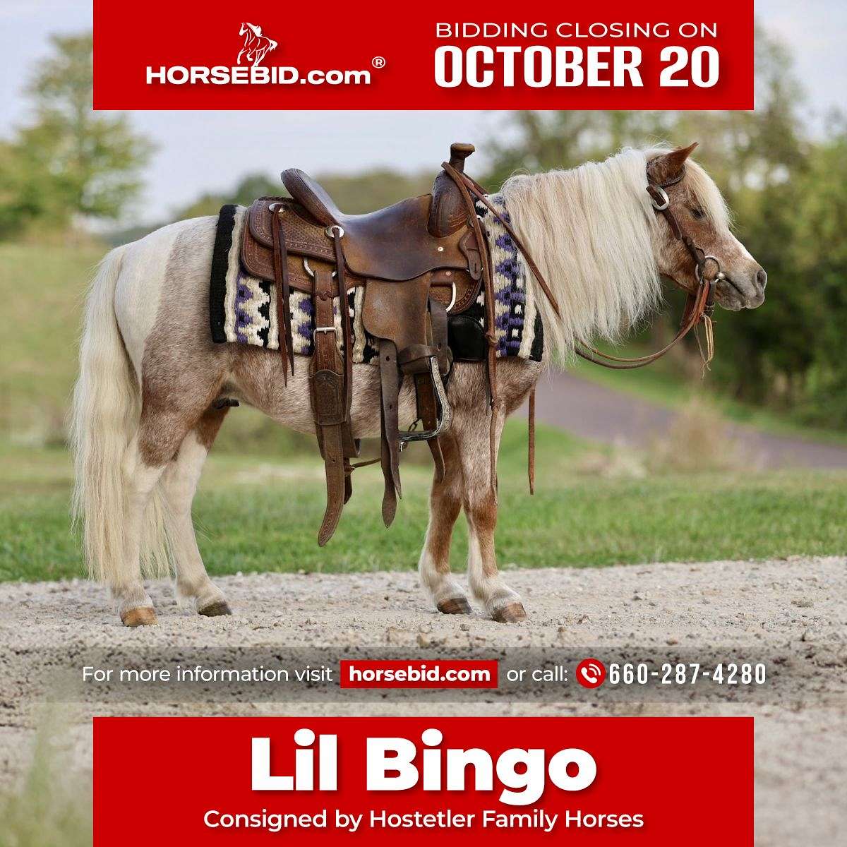 Lil Bingo - Super Cute 10 Yr Old Red Roan Paint Pony Gelding!