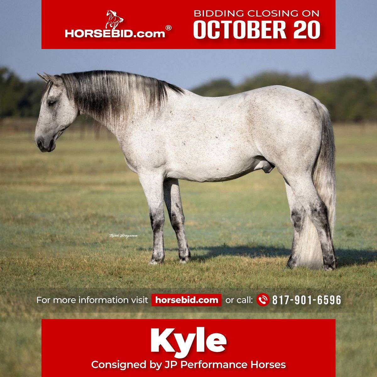 Kyle - the Gentleman of the Trail 13 Yr Old Grey Draft Cross Gelding!