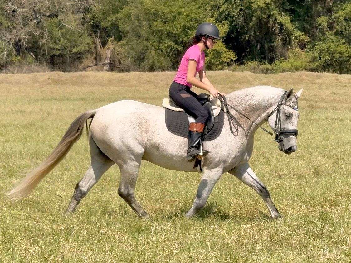 Kyle - the Gentleman of the Trail 13 Yr Old Grey Draft Cross Gelding!