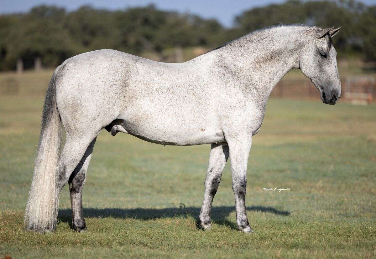 Kyle - the Gentleman of the Trail 13 Yr Old Grey Draft Cross Gelding!