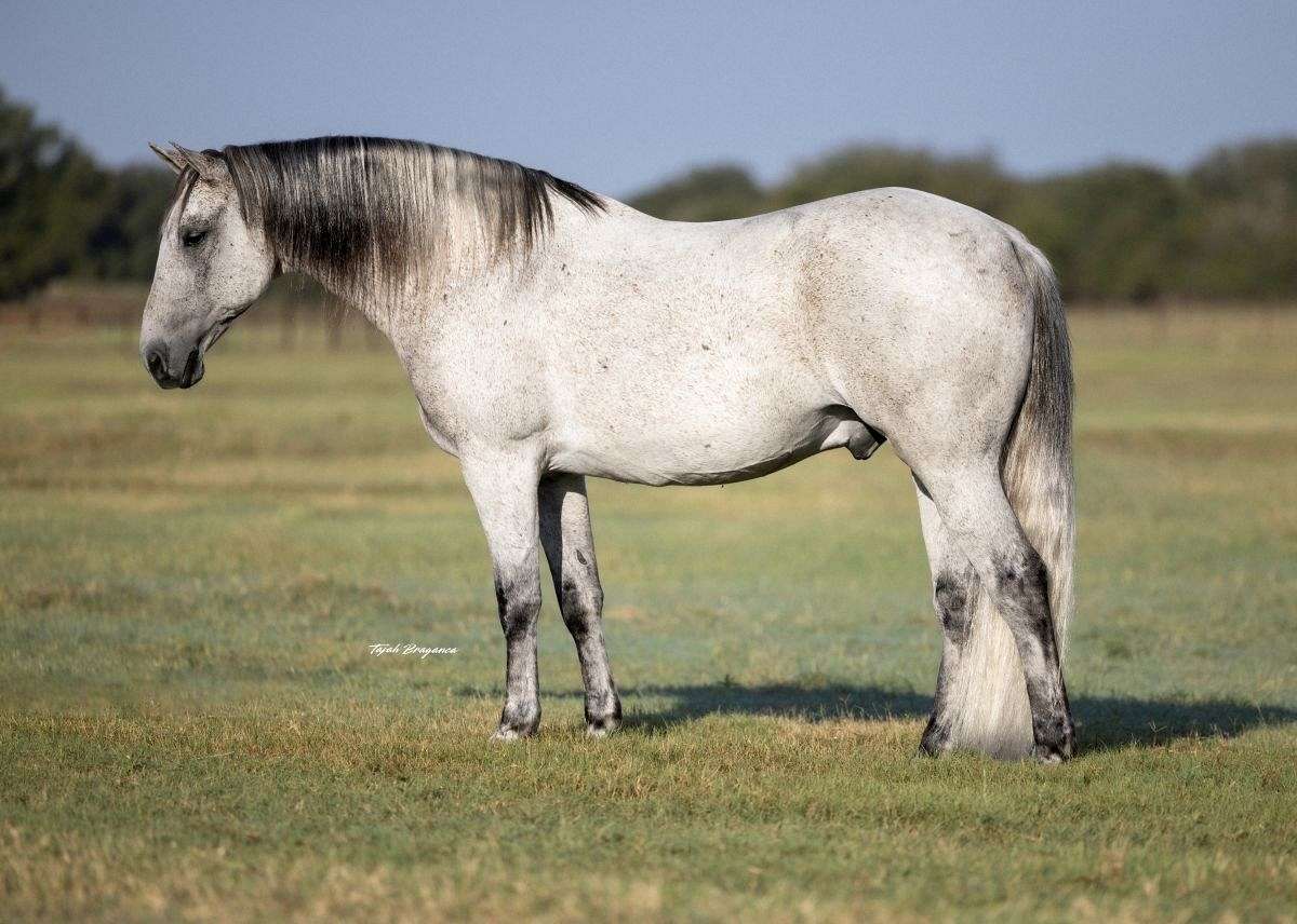 Kyle - the Gentleman of the Trail 13 Yr Old Grey Draft Cross Gelding!