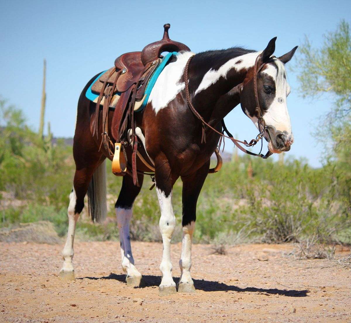 Jester - a Fantastic Breakaway Prospect 6 Yr Old Paint Horse Gelding!