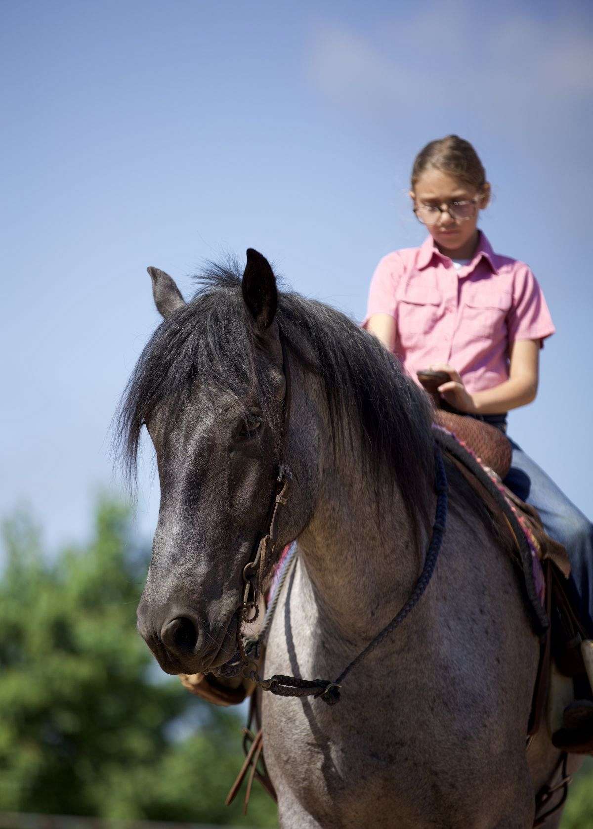 Frio - the Definition of Versatile 6 Yr Old Blue Roan Draft Cross Gelding!