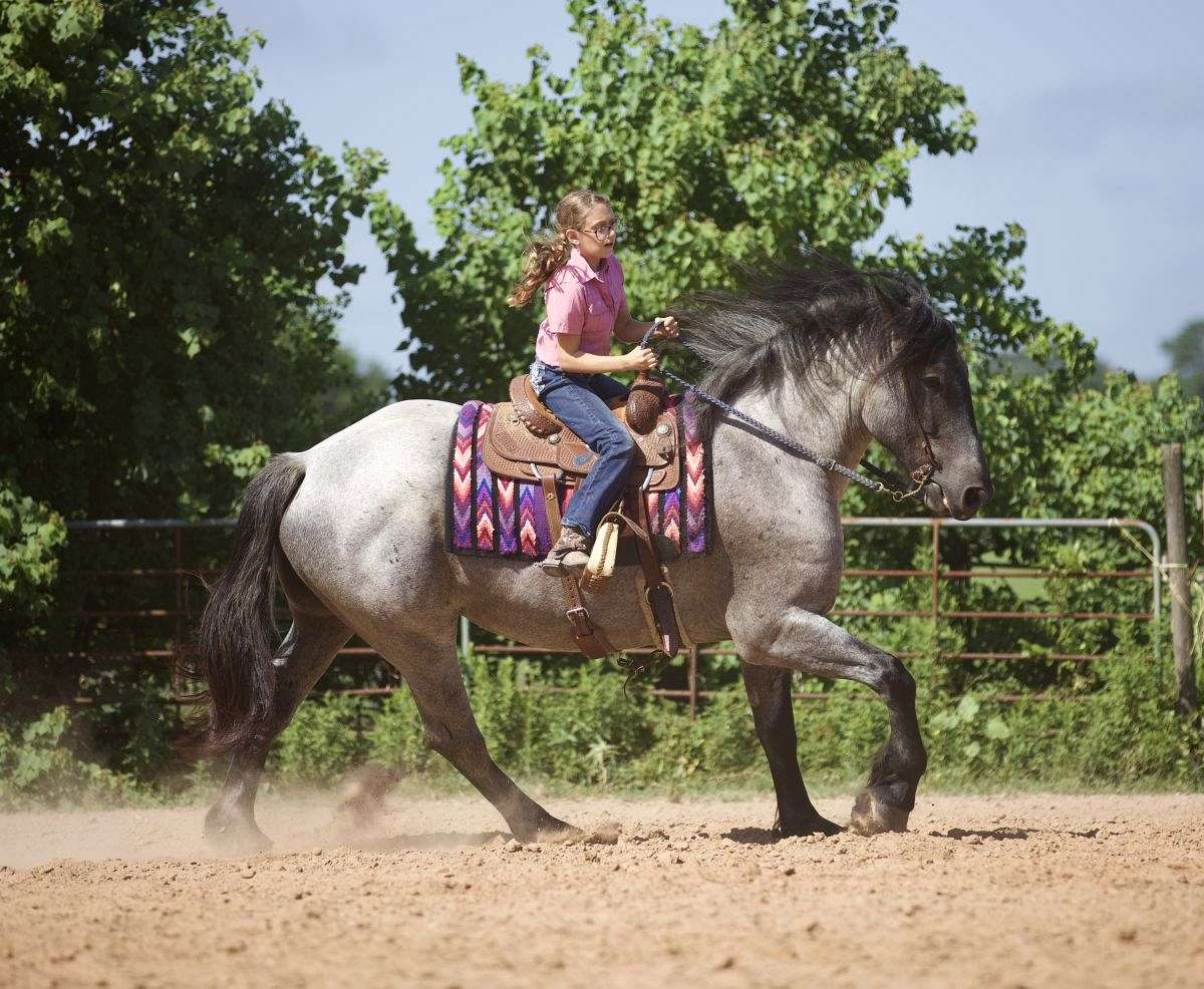 Frio - the Definition of Versatile 6 Yr Old Blue Roan Draft Cross Gelding!