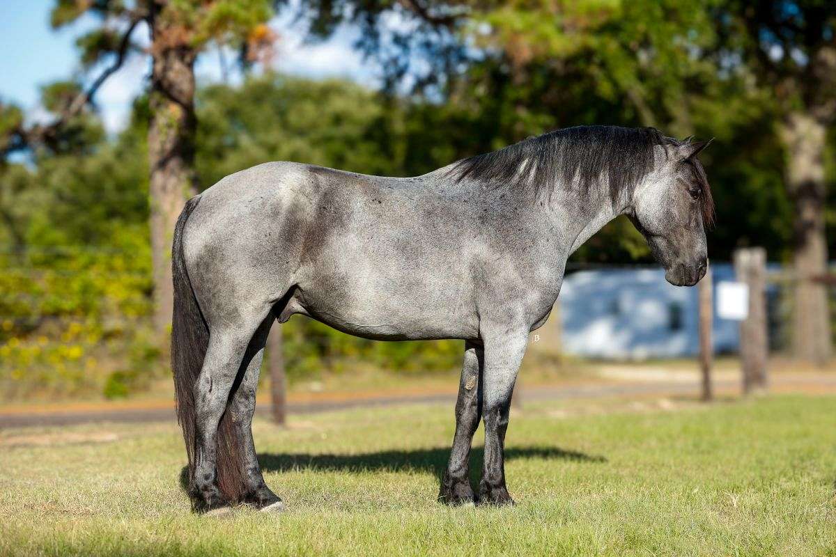 Frio - the Definition of Versatile 6 Yr Old Blue Roan Draft Cross Gelding!