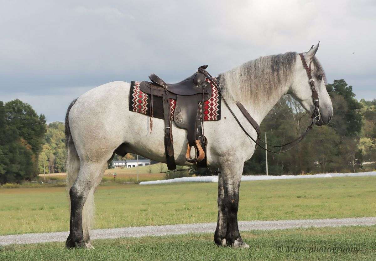 Fred - Extremely Gorgeous & Athletic 5 Yr Old Grey Draft Cross Gelding!