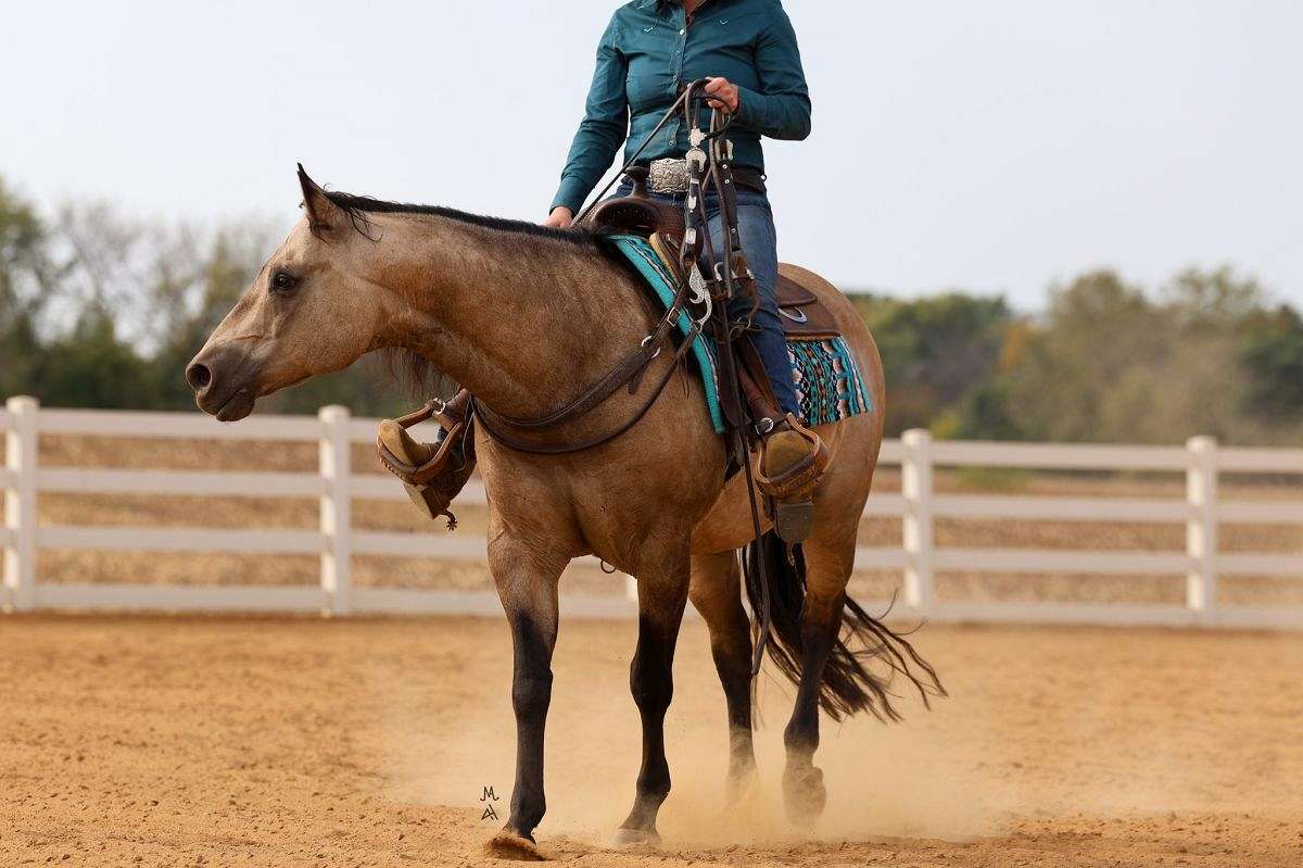 Flashy - Finished Reining Horse 15 Yr Old Buckskin AQHA Gelding!